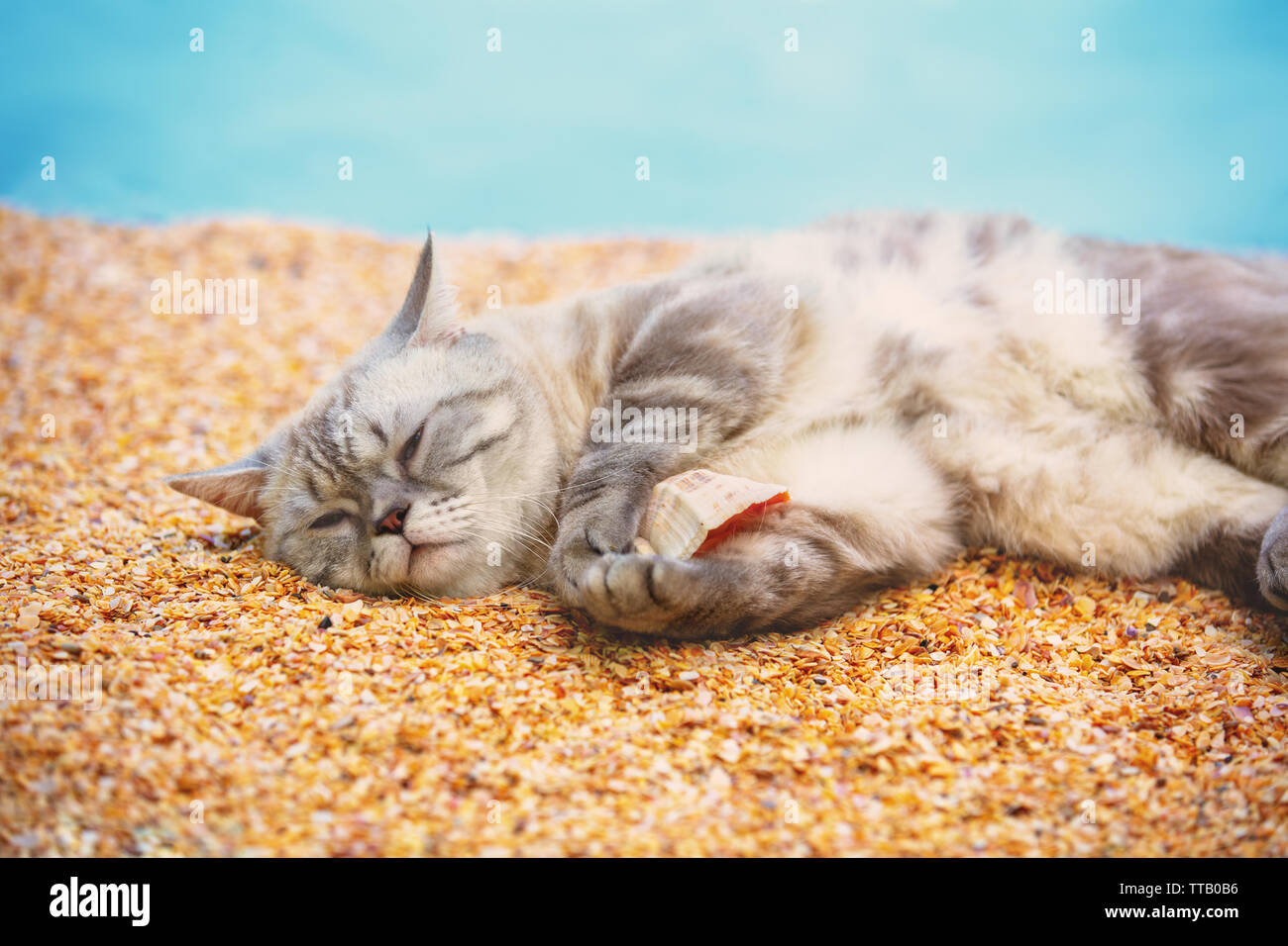 Shell lying on beach hi-res stock photography and images - Alamy