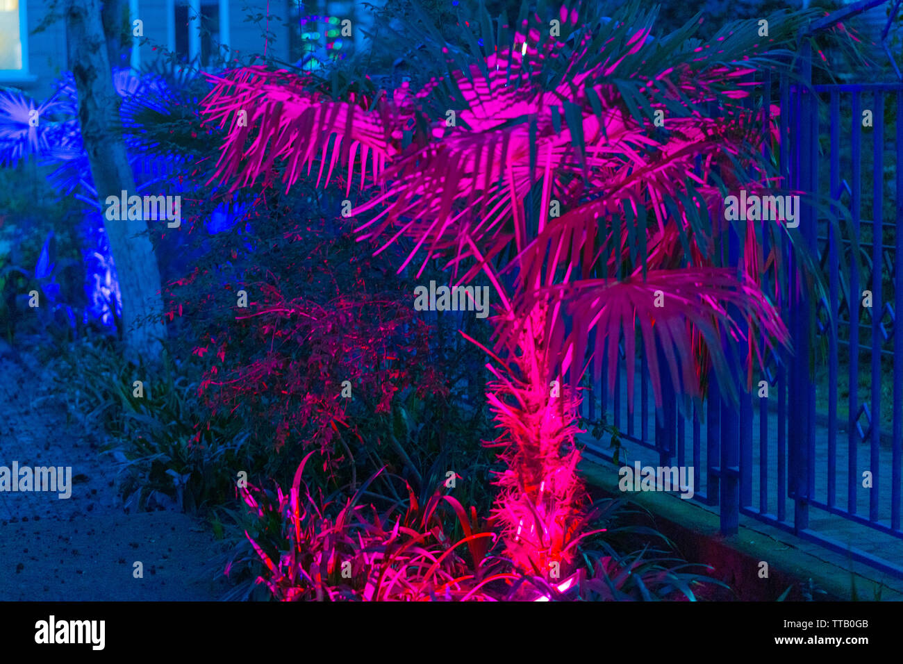 Palm trees glow with neon lights at night Stock Photo - Alamy