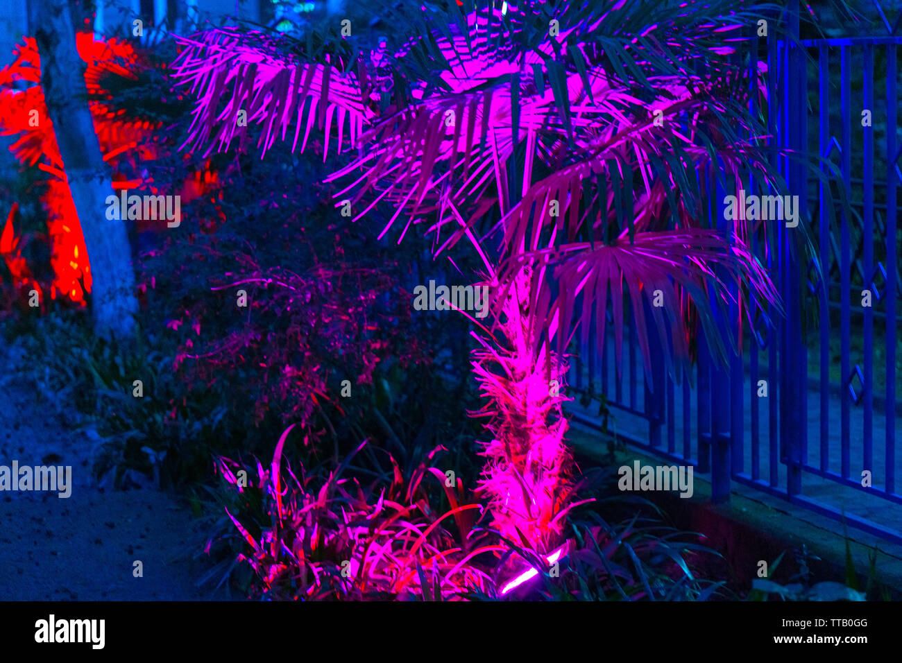 Palm trees glow with neon lights at night Stock Photo - Alamy