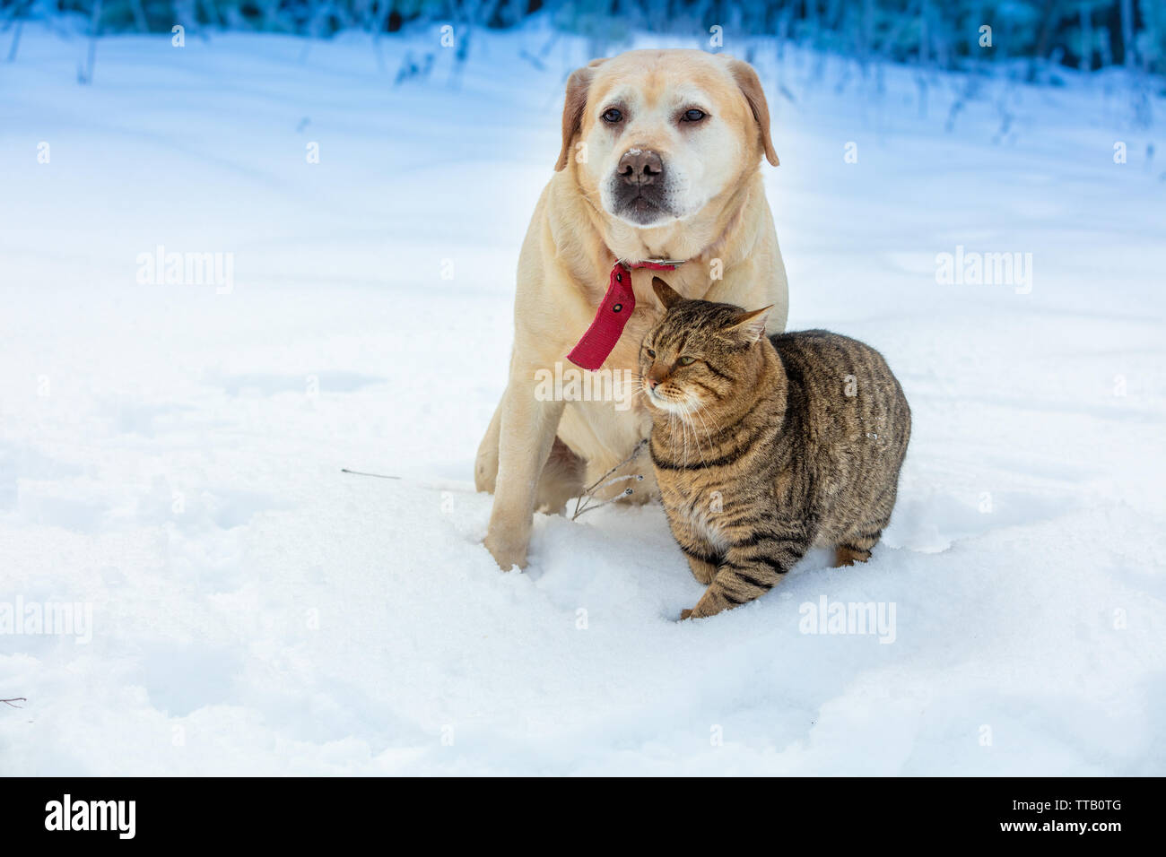Unusual animals together hi-res stock photography and images - Alamy
