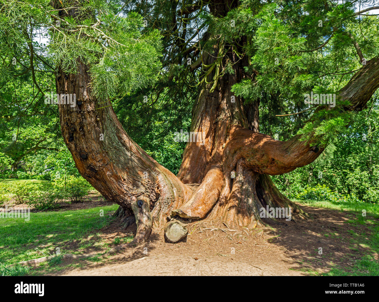 Large red wood trees near visitor centre at Dumfries House and Garden ...