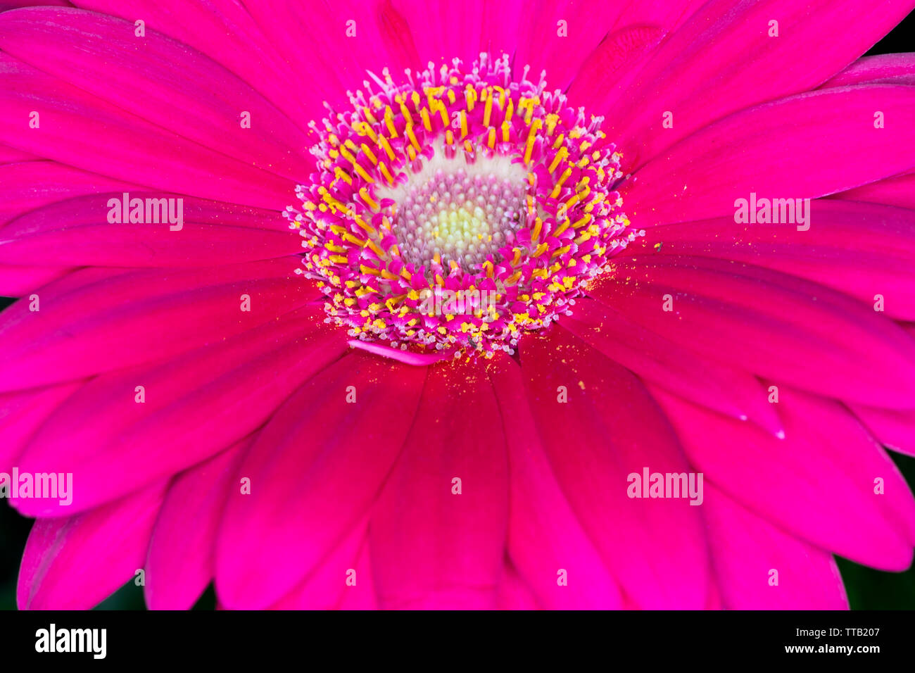 Gerbera red flower head, genus of plants in the Asteraceae of the daisy ...