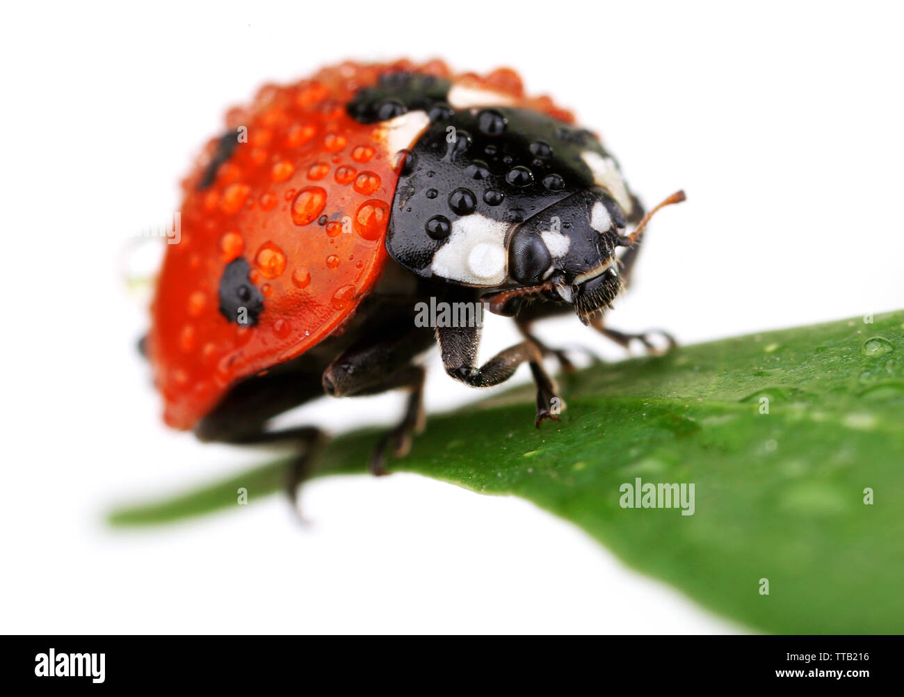 Ladybug on leaf, closeup Stock Photo - Alamy