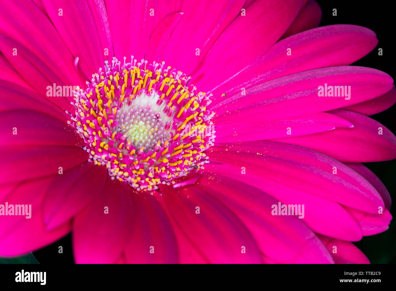 Gerbera red flower head, genus of plants in the Asteraceae of the daisy ...