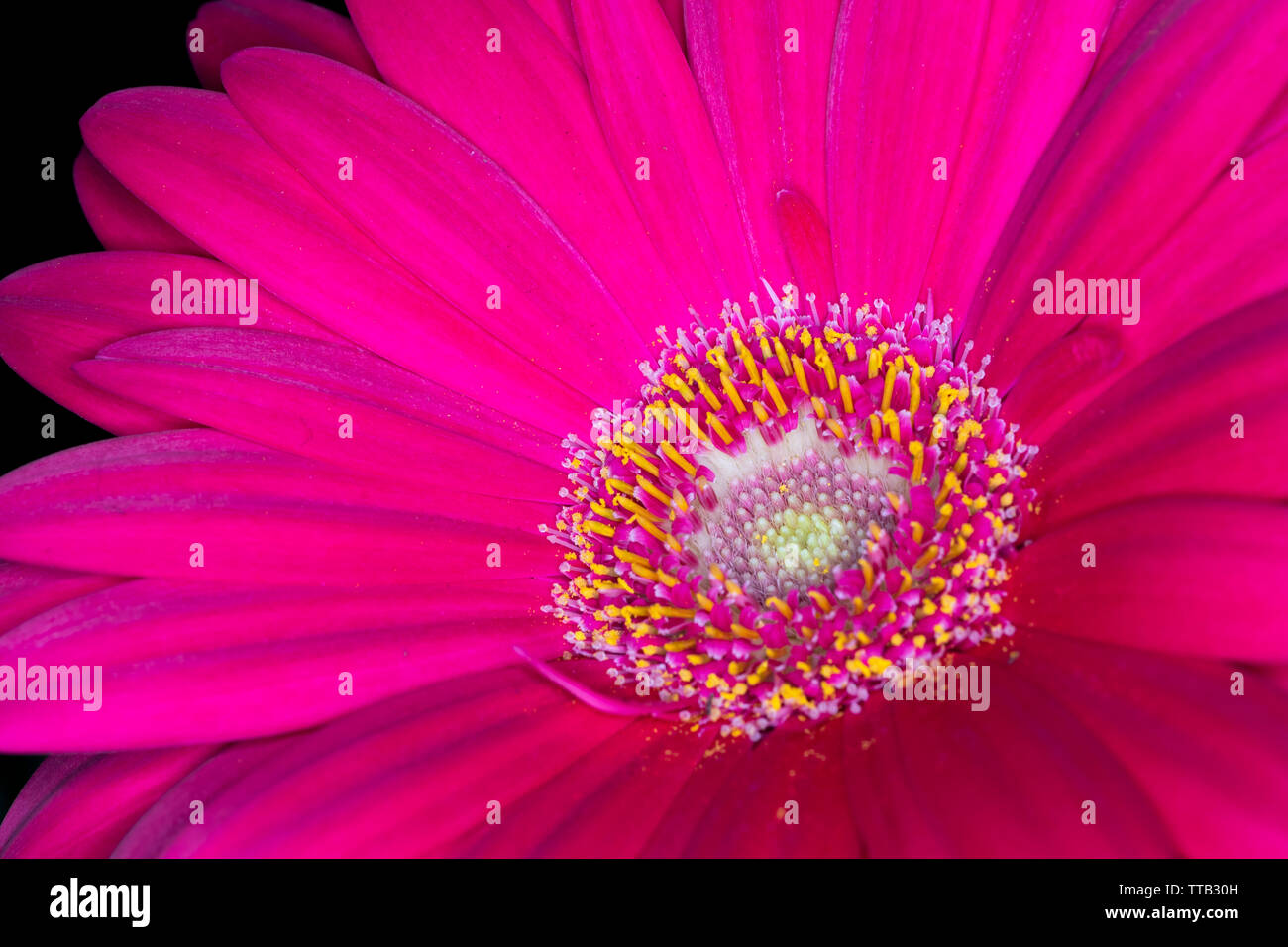 Gerbera red flower head, genus of plants in the Asteraceae of the daisy ...