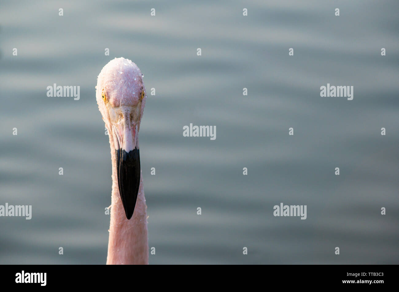 Andean flamingo (Phoenicoparrus andinus Stock Photo - Alamy