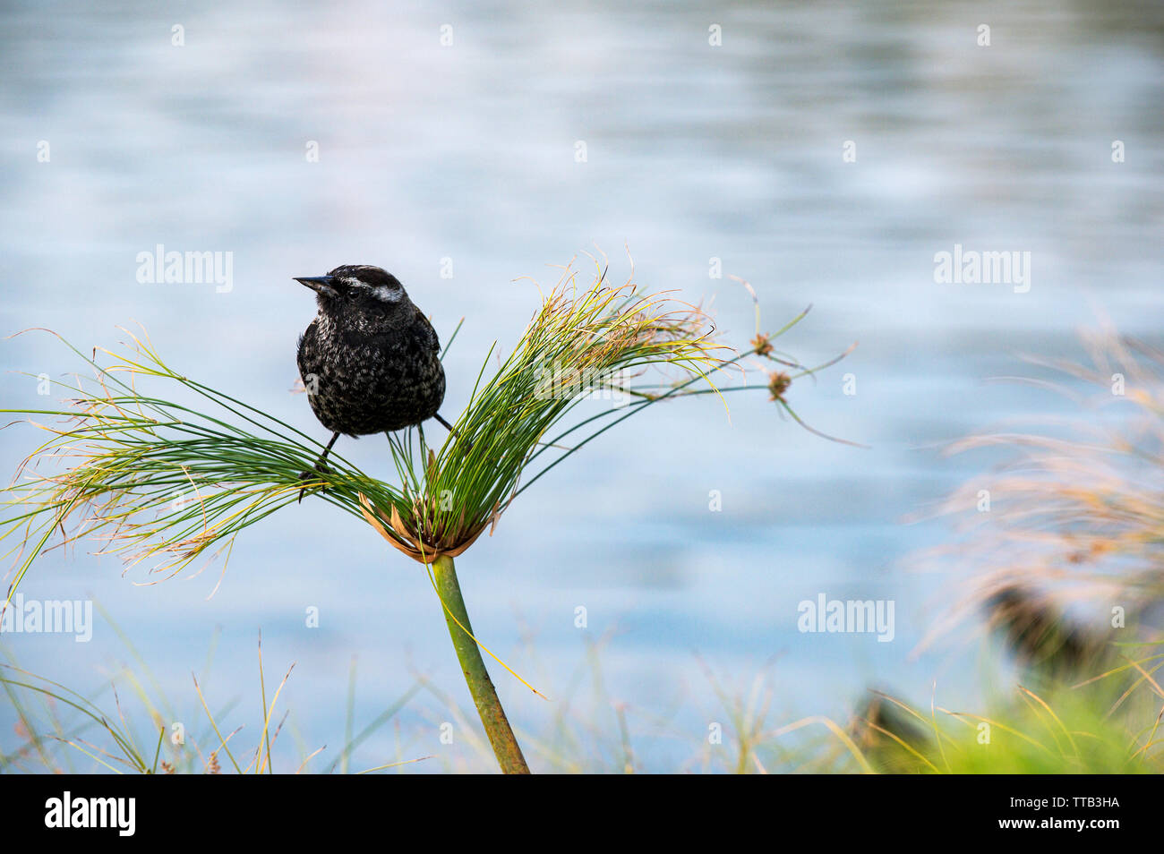 Yellow-winged blackbird (Agelasticus thilius Stock Photo - Alamy