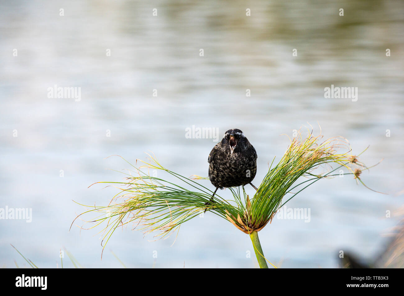 Yellow-winged blackbird (Agelasticus thilius Stock Photo - Alamy
