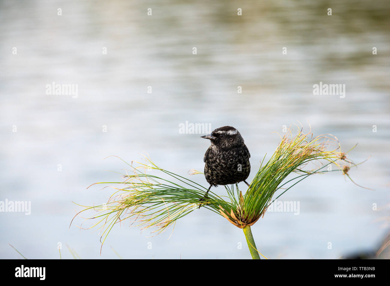 Yellow-winged blackbird (Agelasticus thilius Stock Photo - Alamy