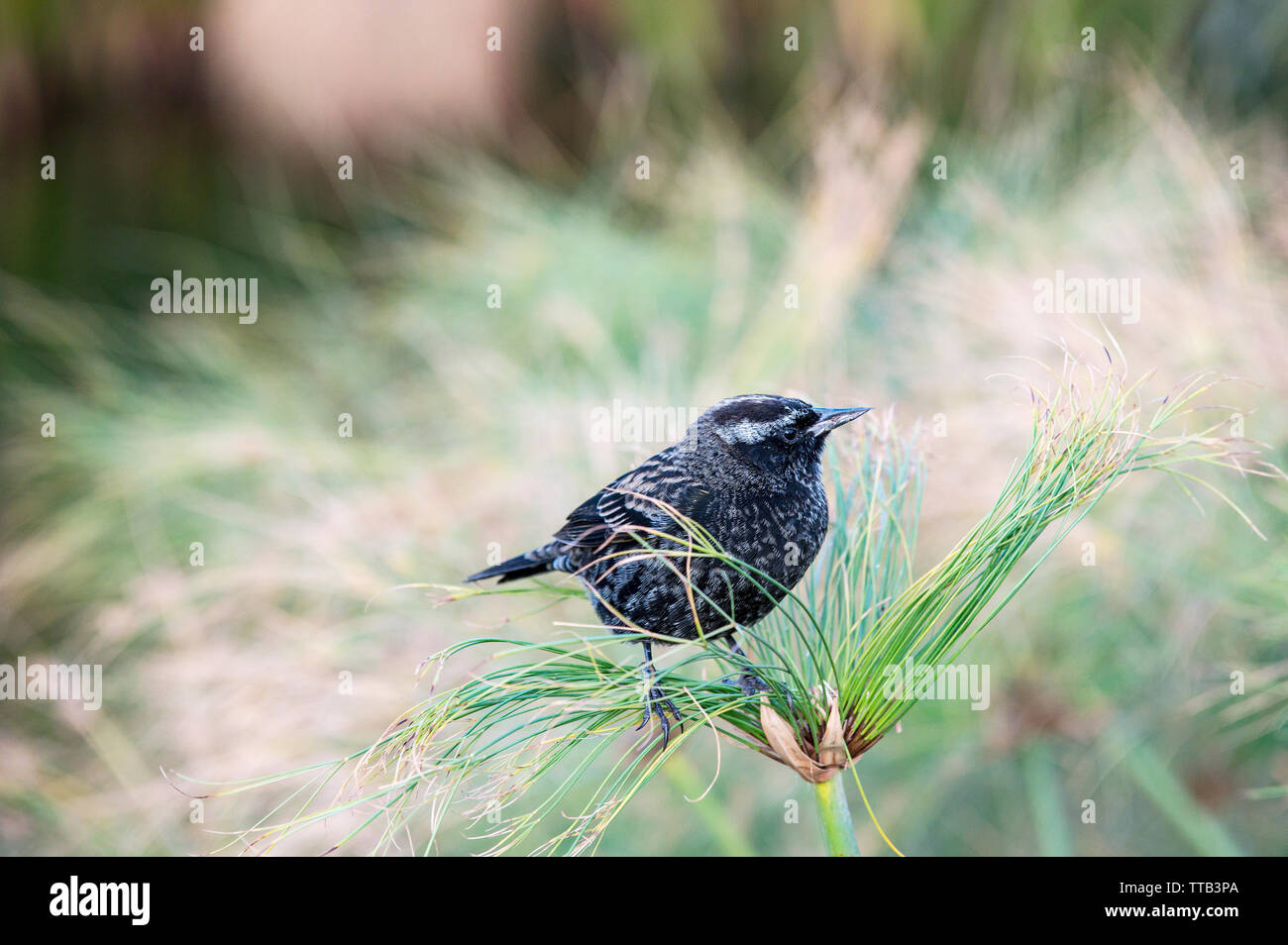 Yellow-winged blackbird (Agelasticus thilius Stock Photo - Alamy