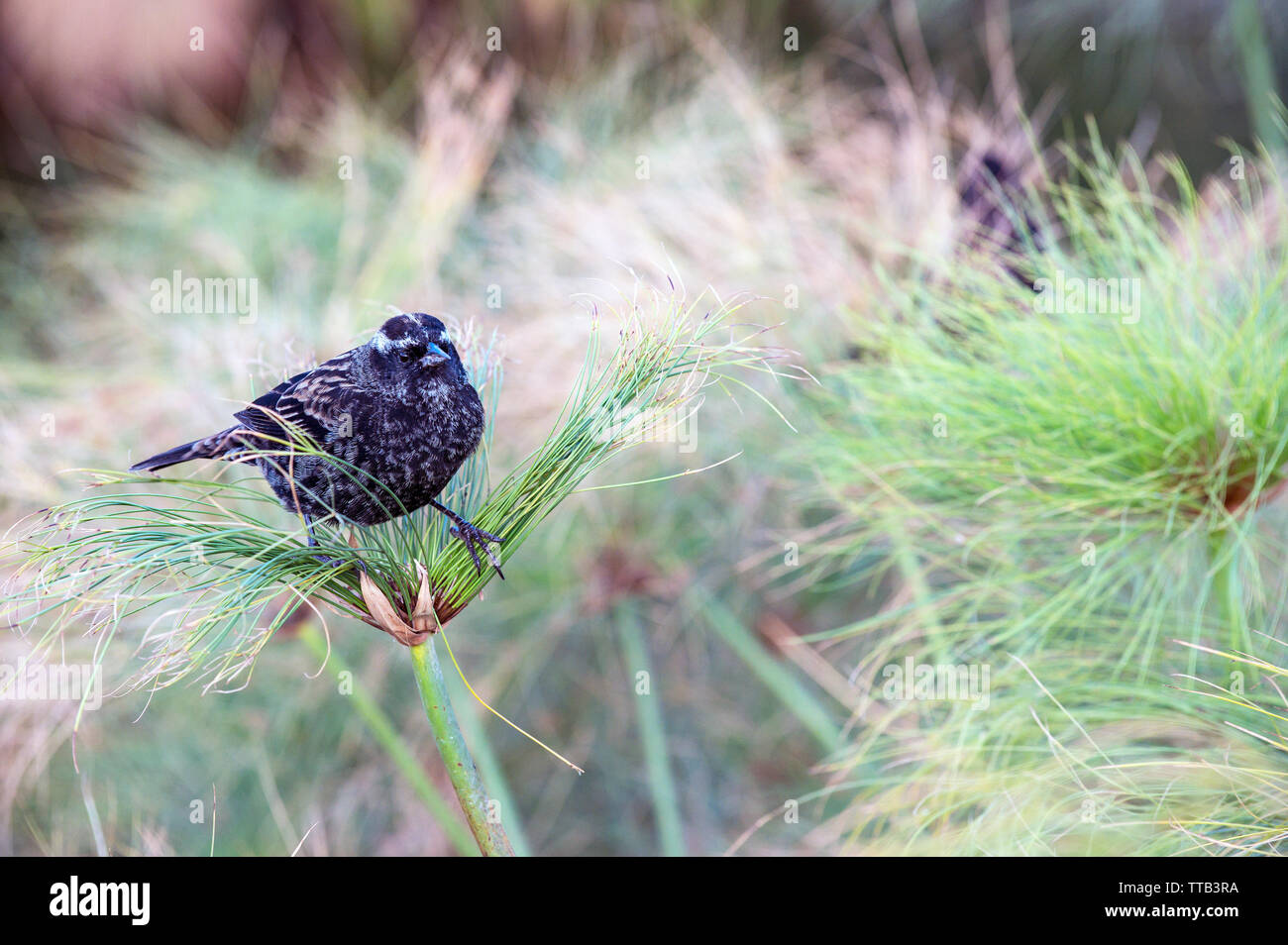 Yellow-winged blackbird (Agelasticus thilius Stock Photo - Alamy