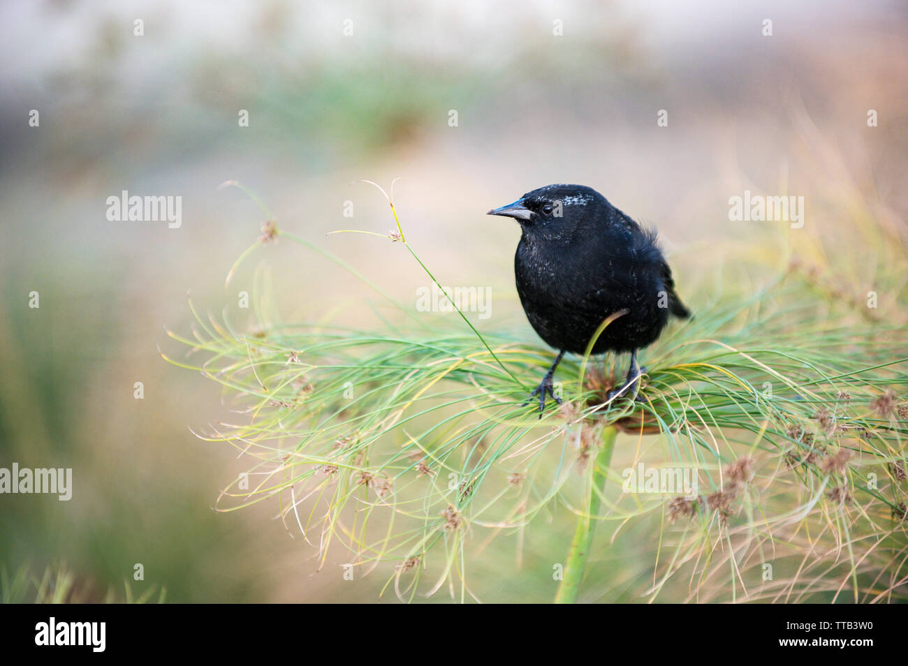 Yellow-winged blackbird (Agelasticus thilius Stock Photo - Alamy