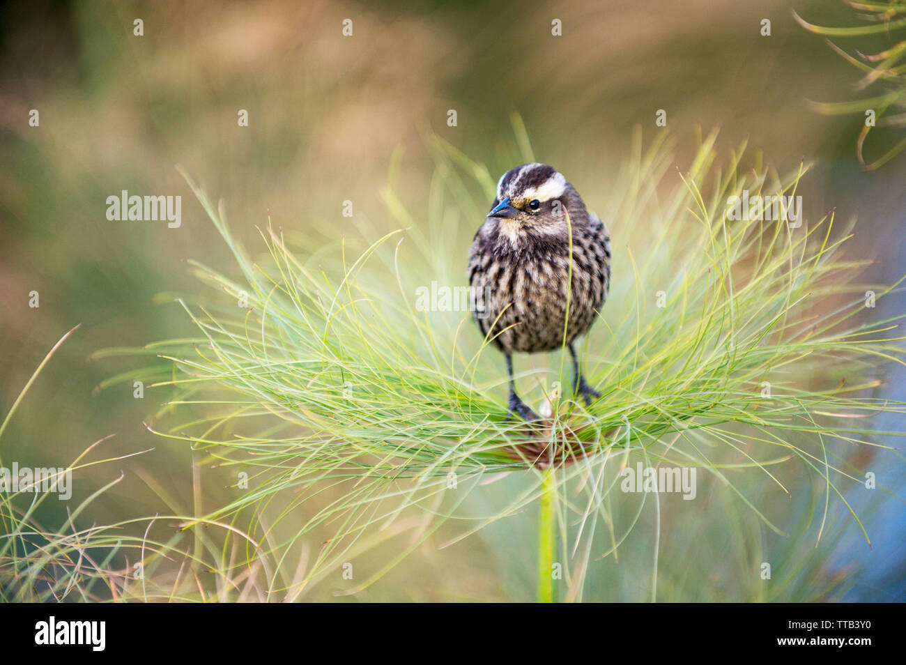 Yellow-winged blackbird (Agelasticus thilius Stock Photo - Alamy