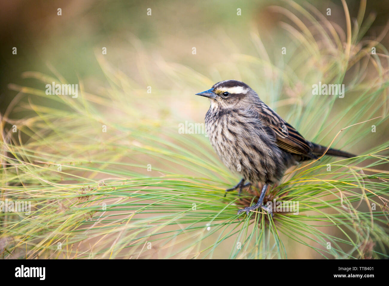 Yellow-winged blackbird (Agelasticus thilius Stock Photo - Alamy