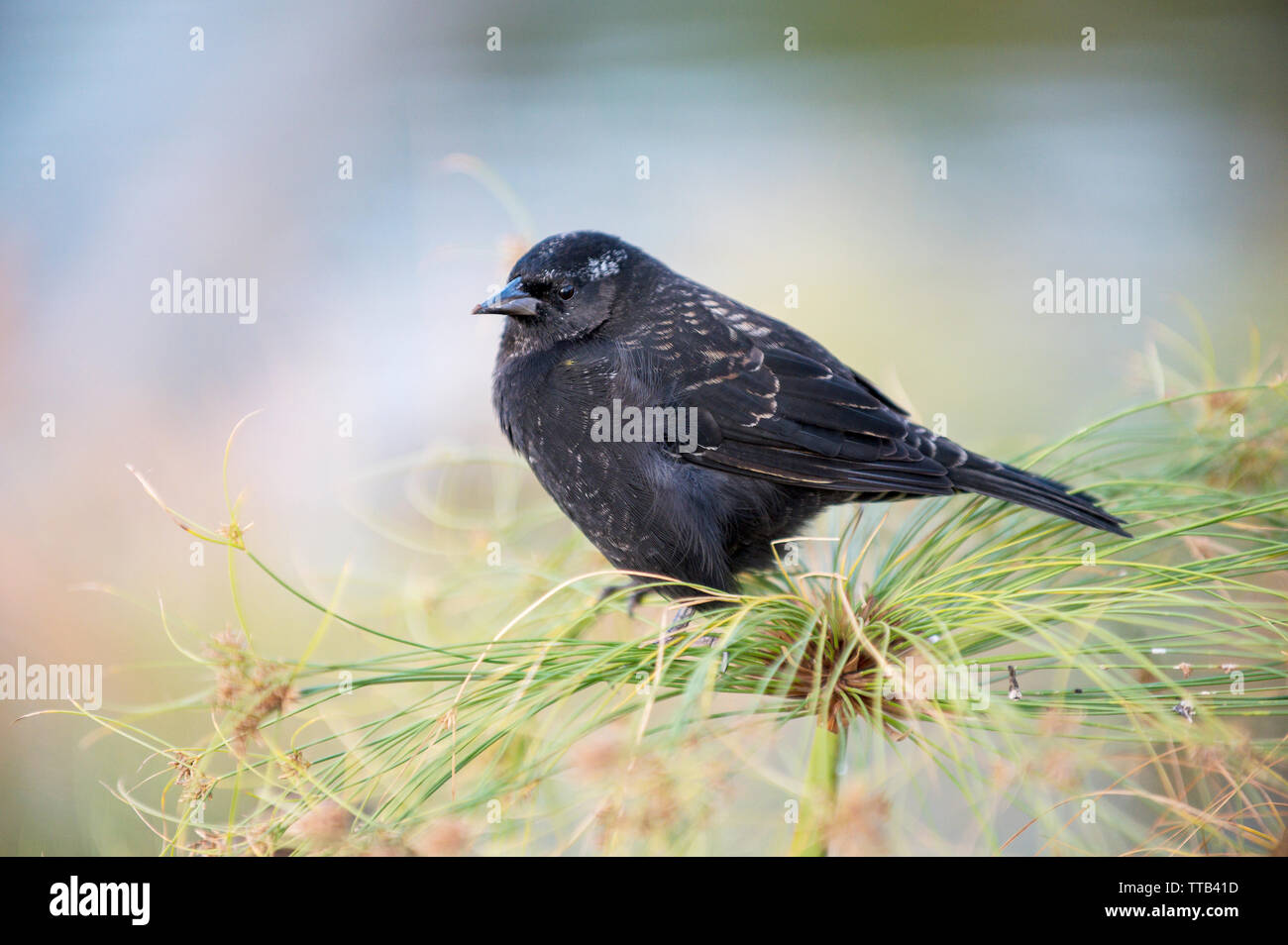 Yellow-winged blackbird (Agelasticus thilius Stock Photo - Alamy