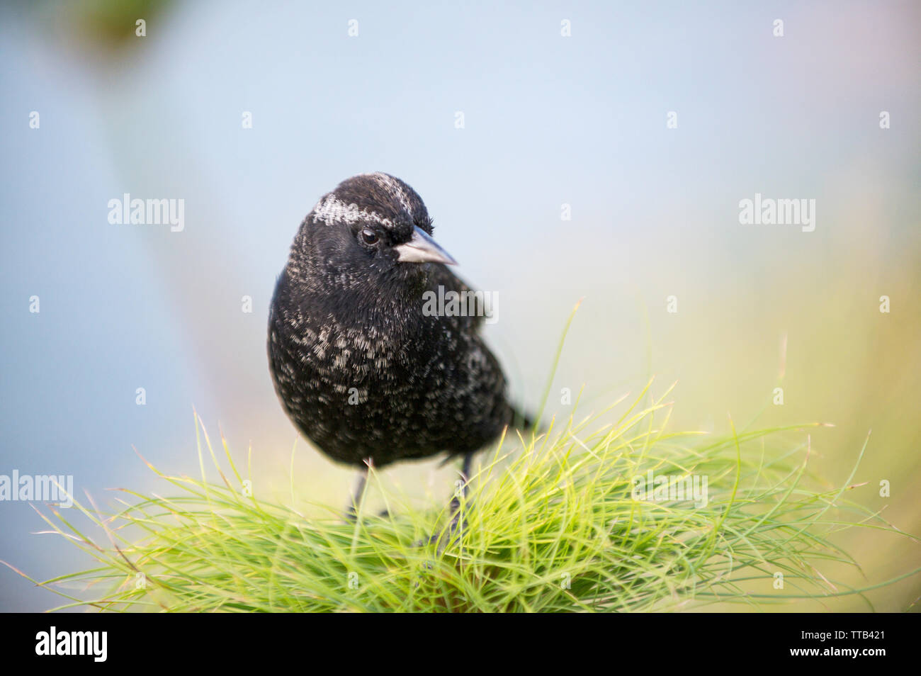 Agelasticus hi-res stock photography and images - Alamy