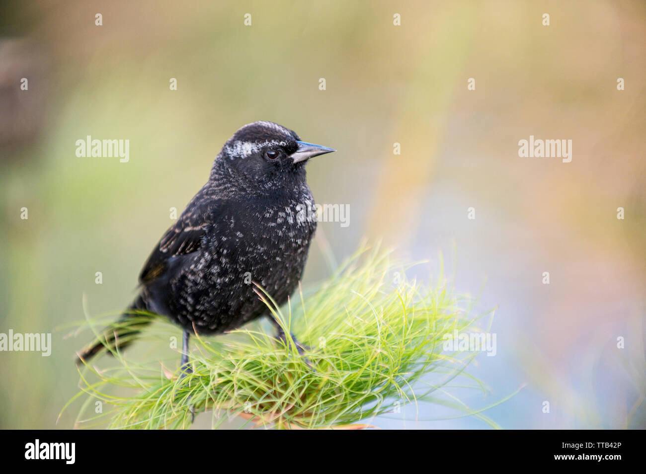 Yellow-winged blackbird (Agelasticus thilius Stock Photo - Alamy
