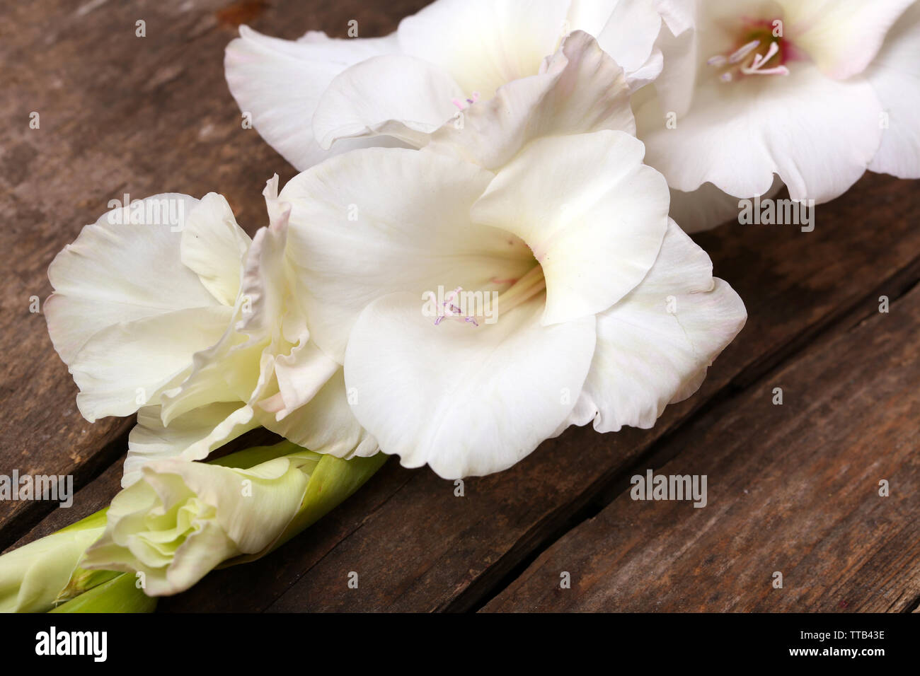 Gladiolus on white table hi-res stock photography and images - Alamy