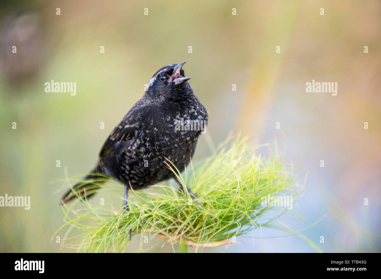Yellow-winged blackbird (Agelasticus thilius Stock Photo - Alamy