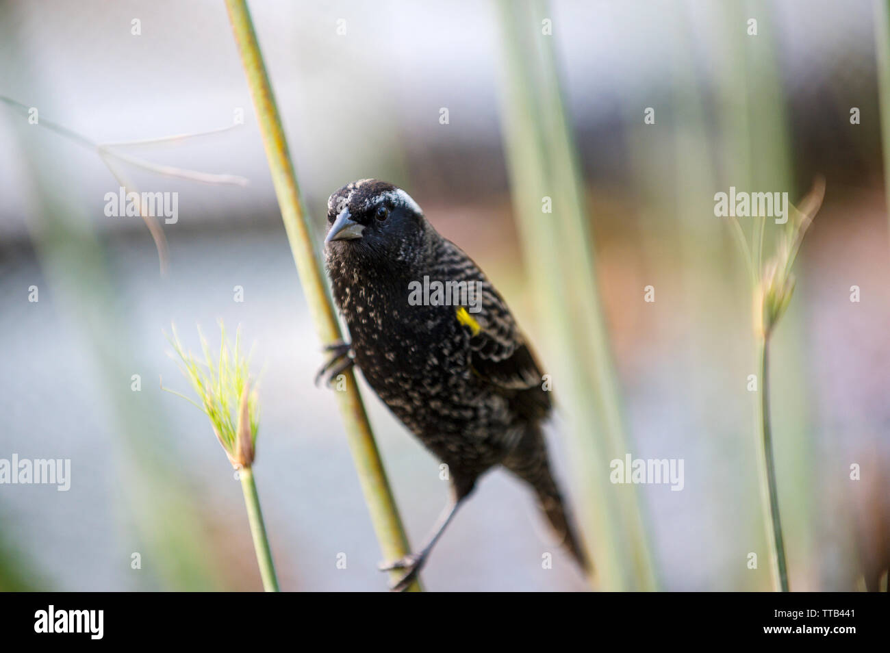 Yellow-winged blackbird (Agelasticus thilius Stock Photo - Alamy