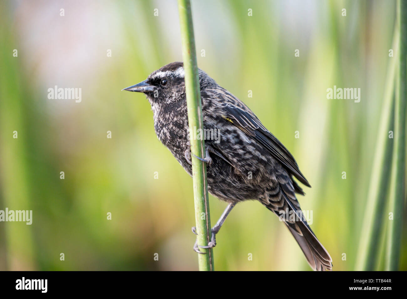 Yellow-winged blackbird (Agelasticus thilius Stock Photo - Alamy