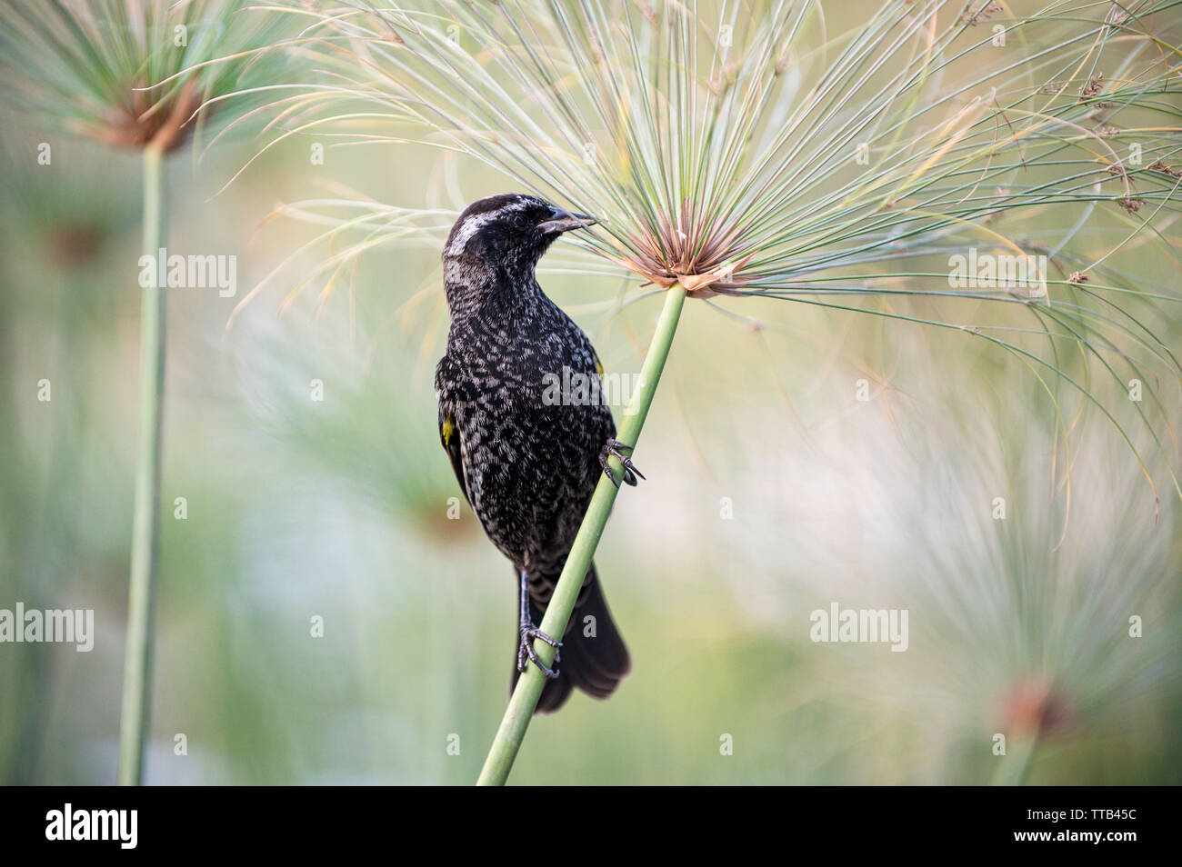 Yellow-winged blackbird (Agelasticus thilius Stock Photo - Alamy