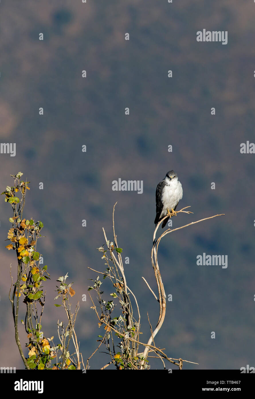 Variable hawk hi-res stock photography and images - Alamy