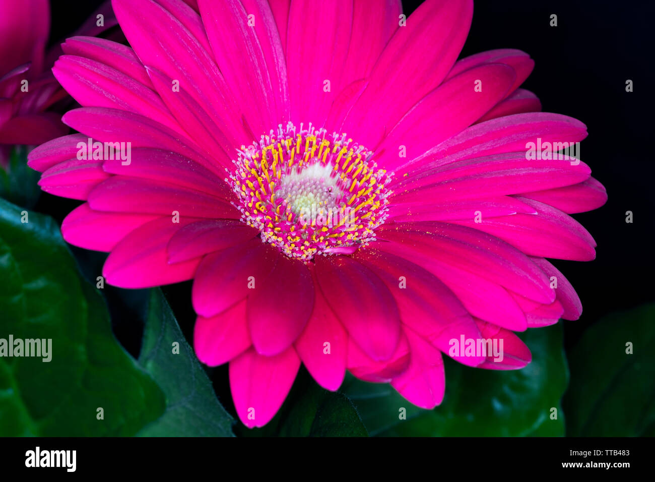 Gerbera red flower head, genus of plants in the Asteraceae of the daisy ...