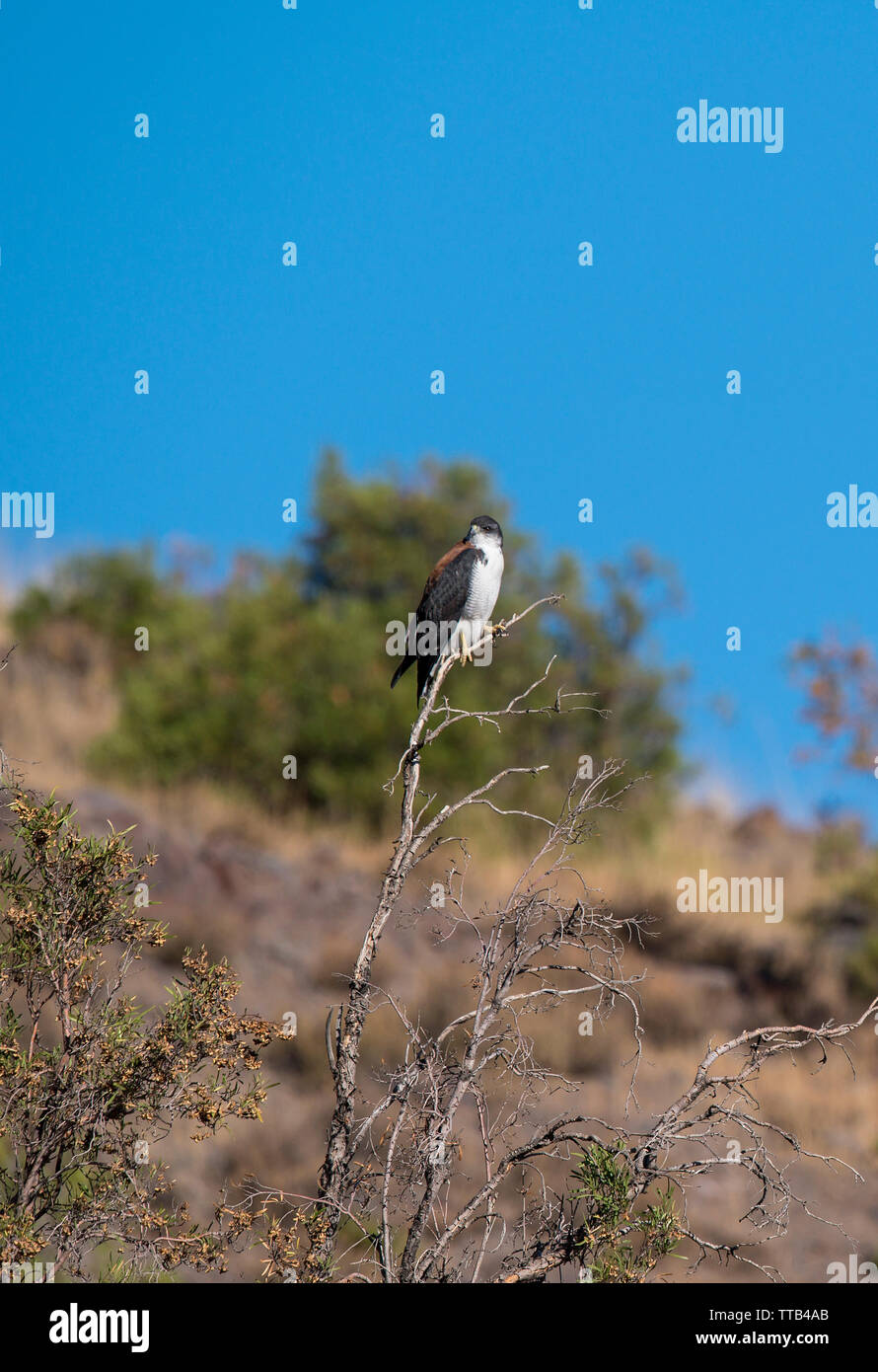 Variable hawk (Geranoaetus polyosoma Stock Photo - Alamy