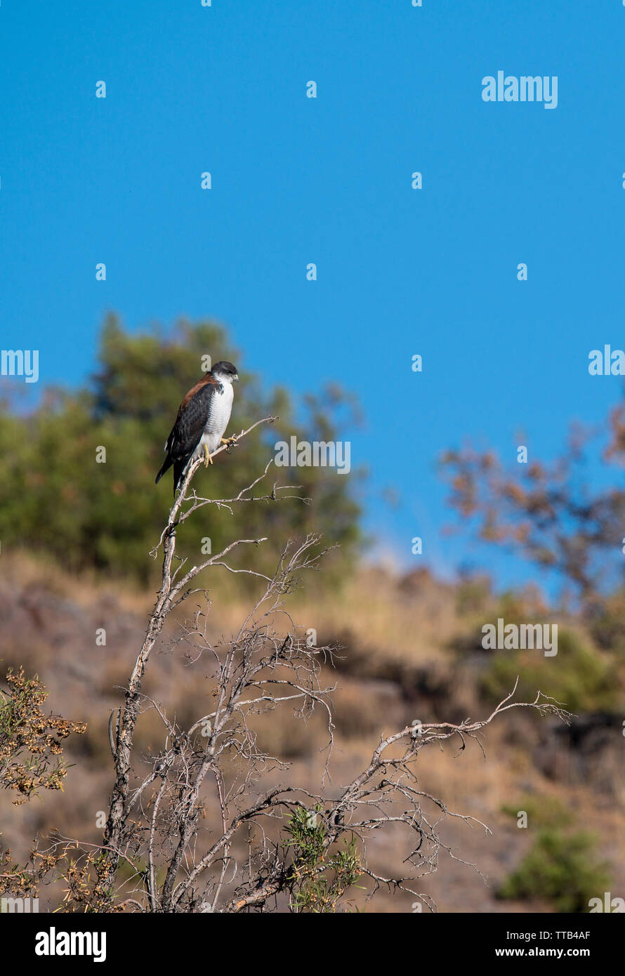 Variable hawk hi-res stock photography and images - Alamy