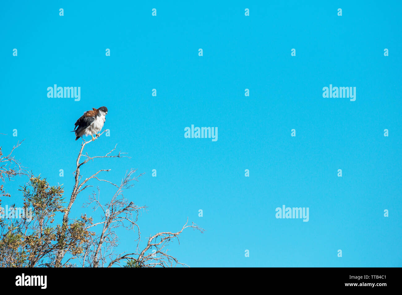 Variable hawk hi-res stock photography and images - Alamy