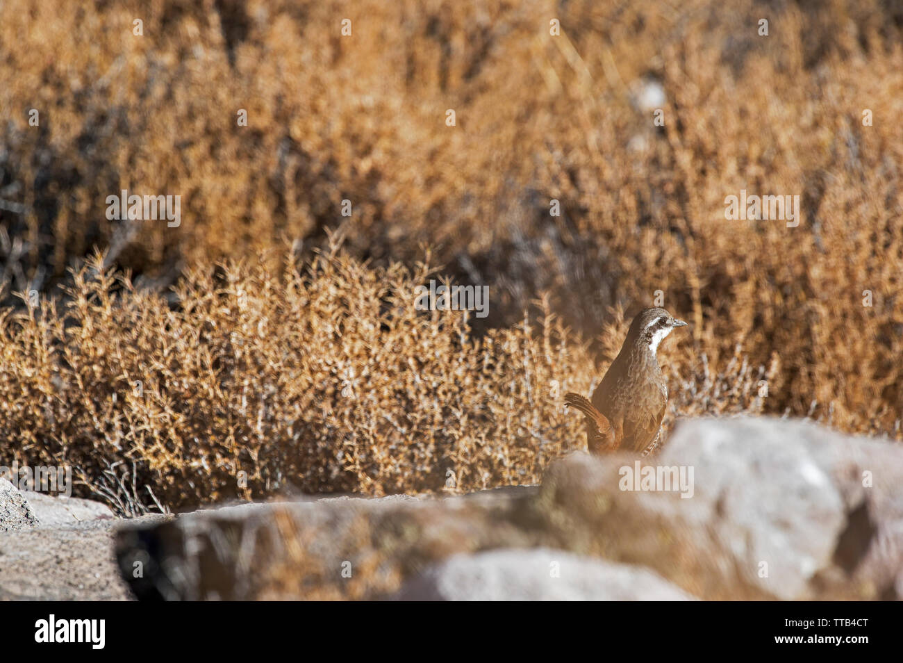 Moustached turca (Pteroptochos megapodius Stock Photo - Alamy