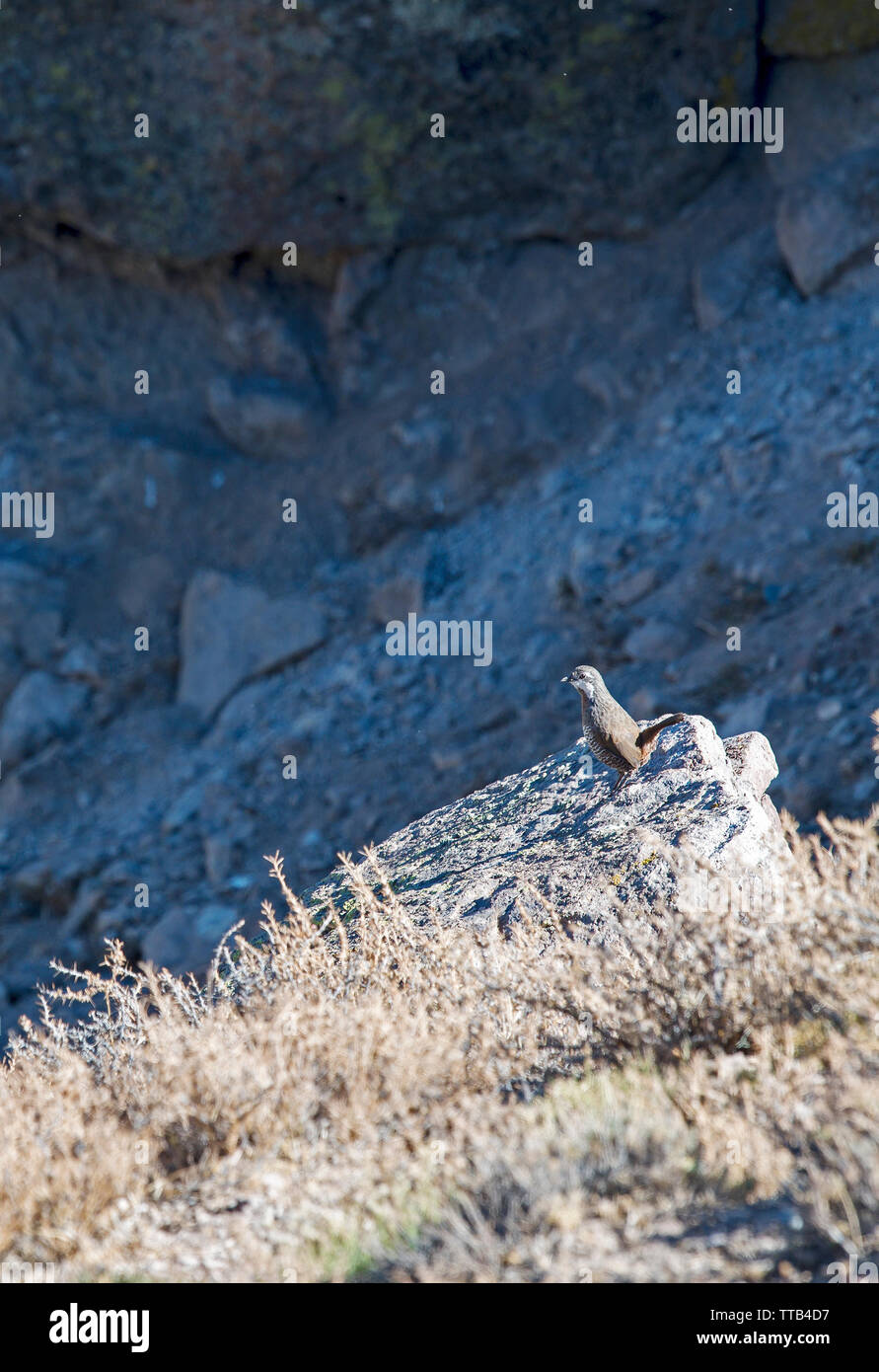 Moustached turca hi-res stock photography and images - Alamy