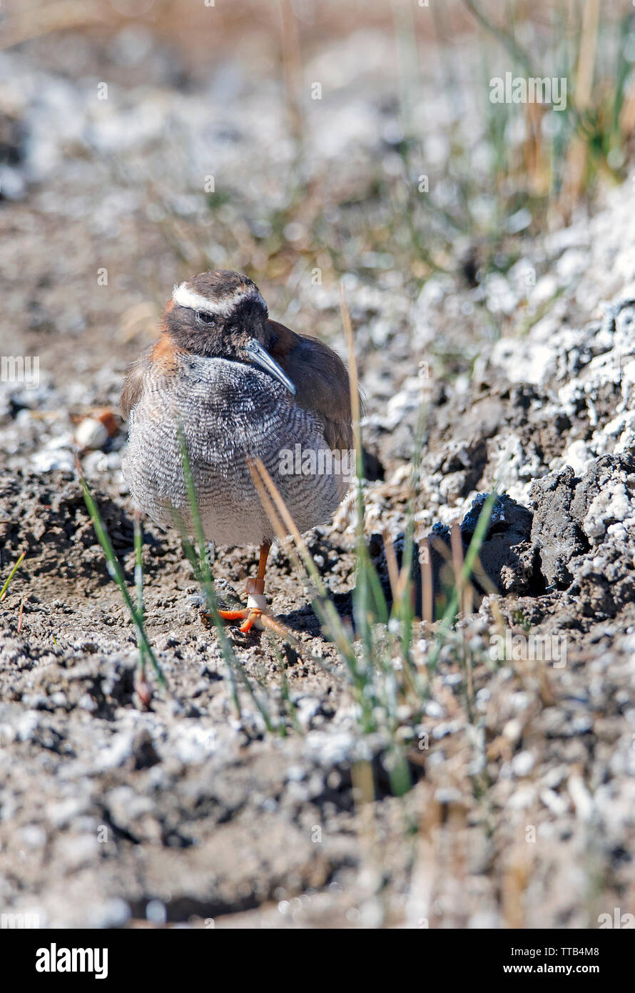 Phegornis mitchellii hi-res stock photography and images - Alamy