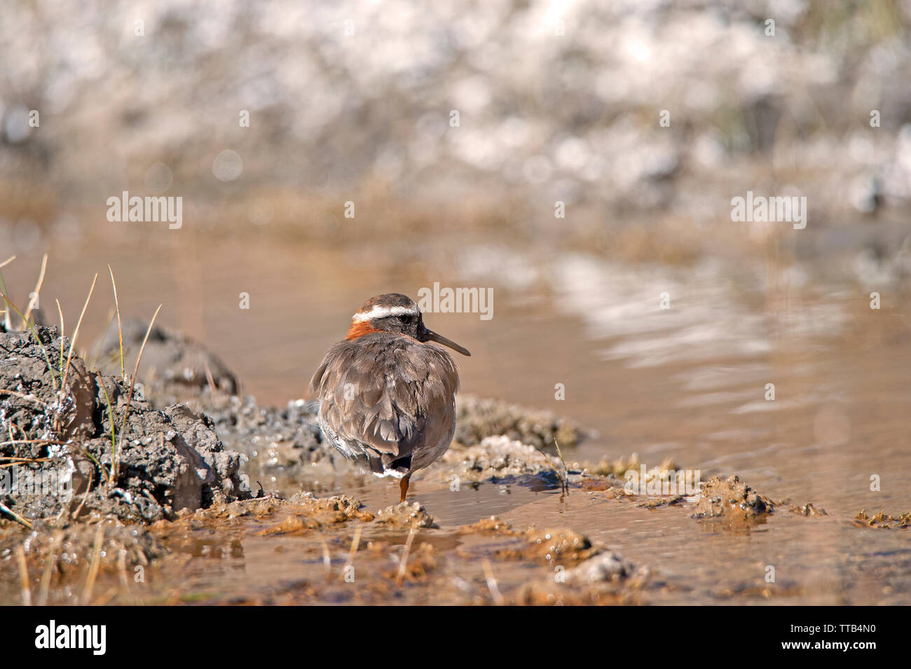 Phegornis mitchellii hi-res stock photography and images - Alamy