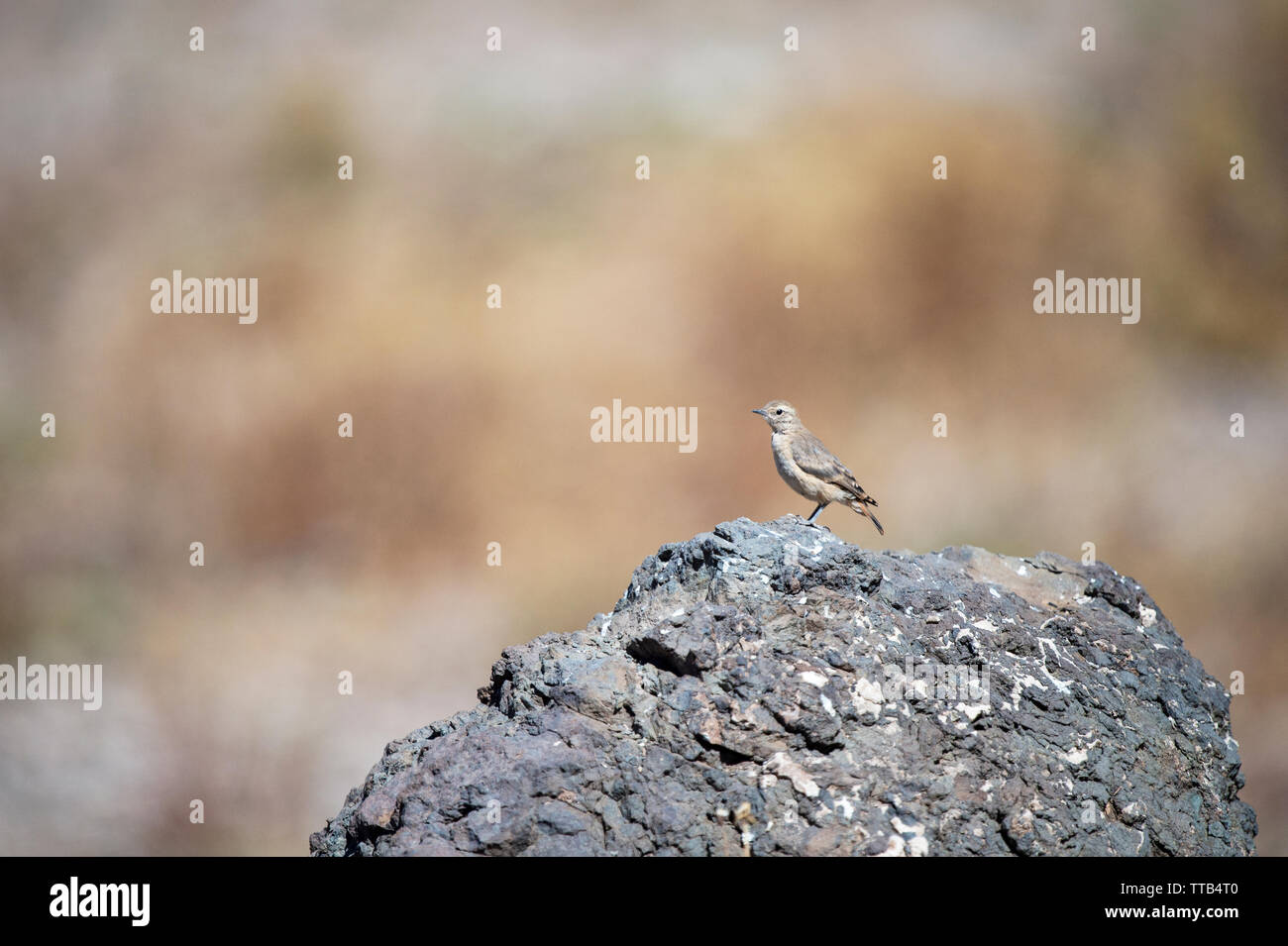 Buff-winged cinclodes (Cinclodes fuscus Stock Photo - Alamy