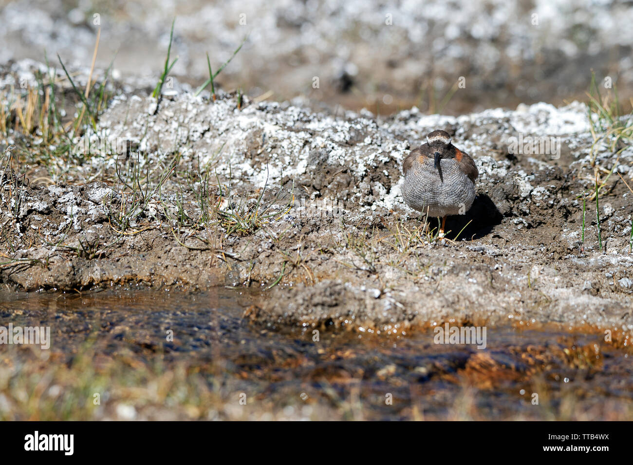 Diademed sandpiper plover hi-res stock photography and images - Alamy