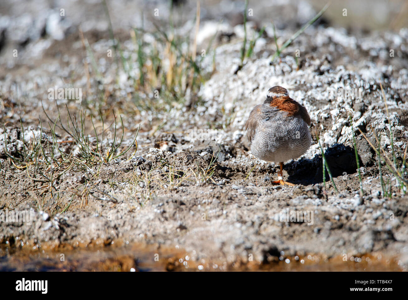 Diademed sandpiper plover hi-res stock photography and images - Alamy