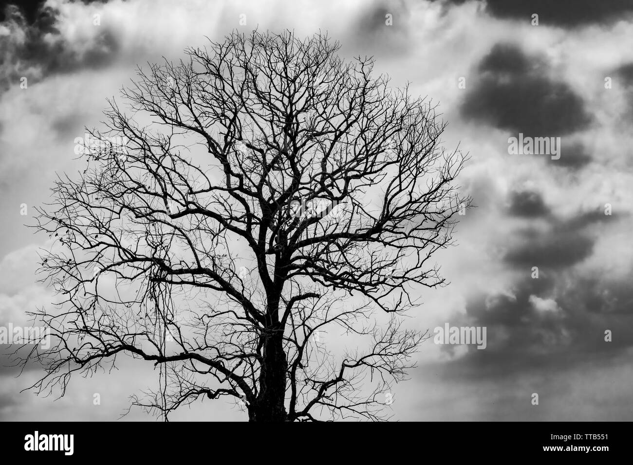 Silhouette dead tree on dark grey sky and white clouds background for ...