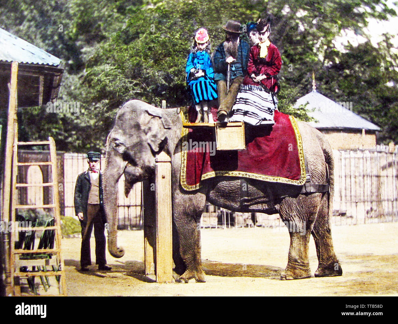 Elephant ride at a zoo Stock Photo - Alamy