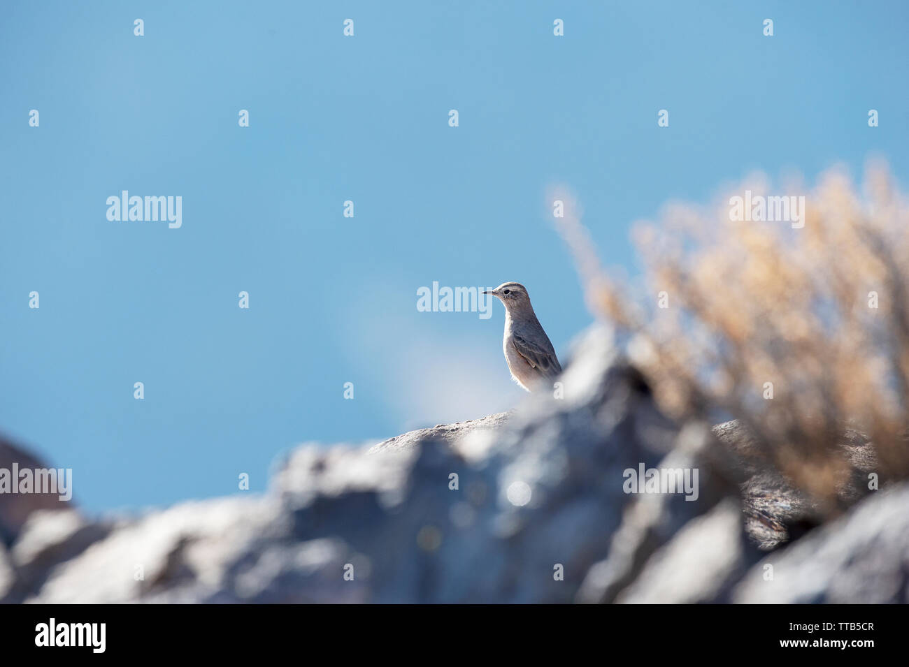 Buff-winged cinclodes (Cinclodes fuscus Stock Photo - Alamy