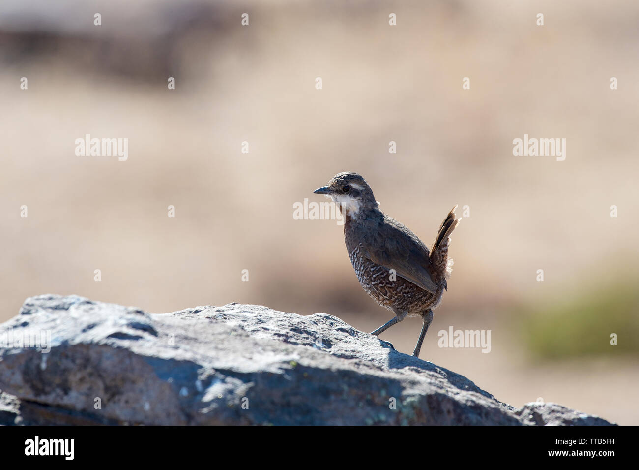 Moustached turca (Pteroptochos megapodius Stock Photo - Alamy