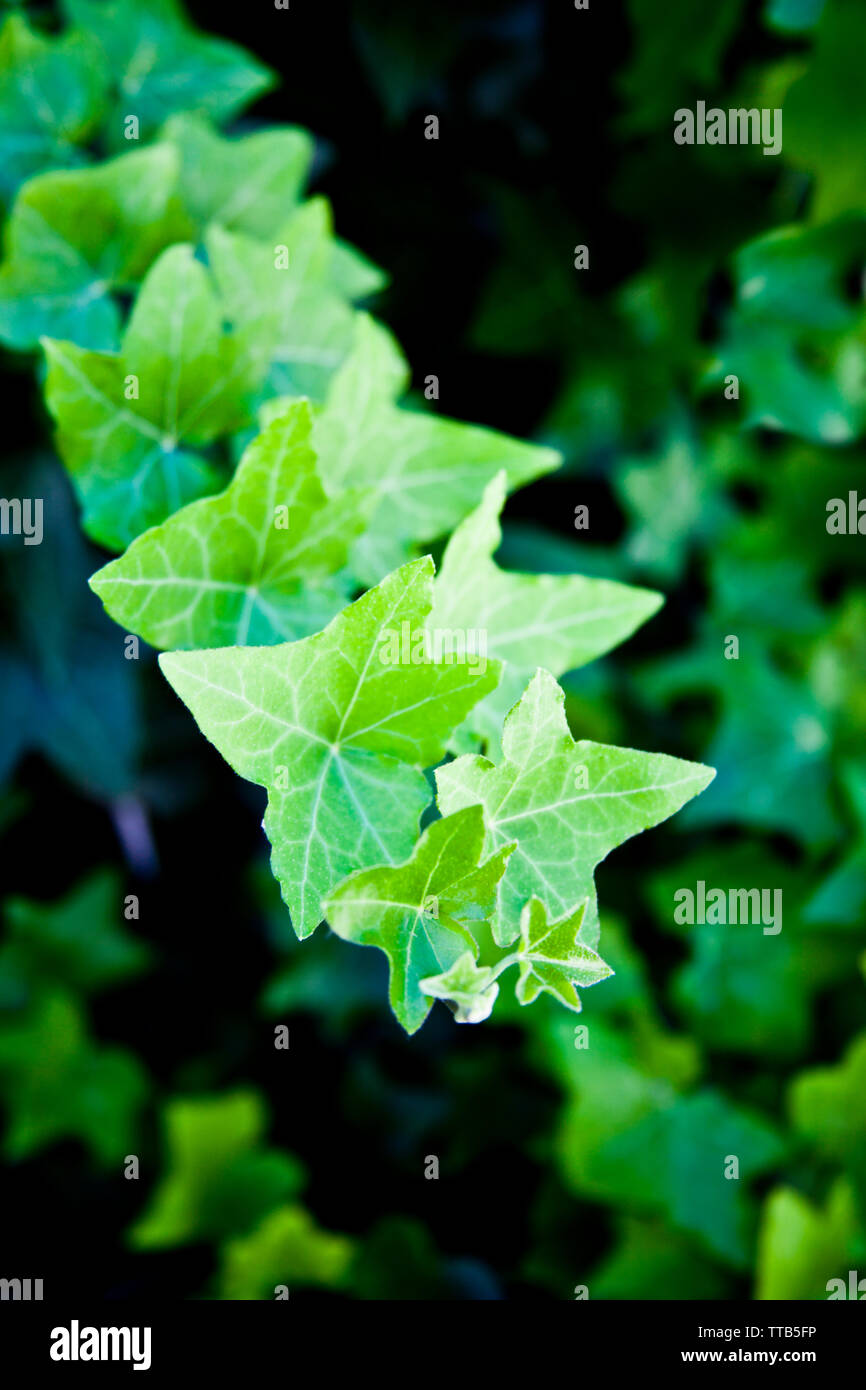 Green summer leaves pattern background. Natural background and ...
