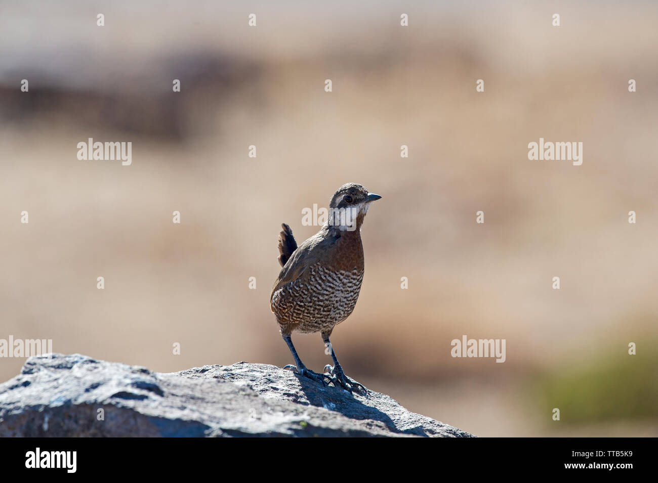 Moustached turca (Pteroptochos megapodius Stock Photo - Alamy