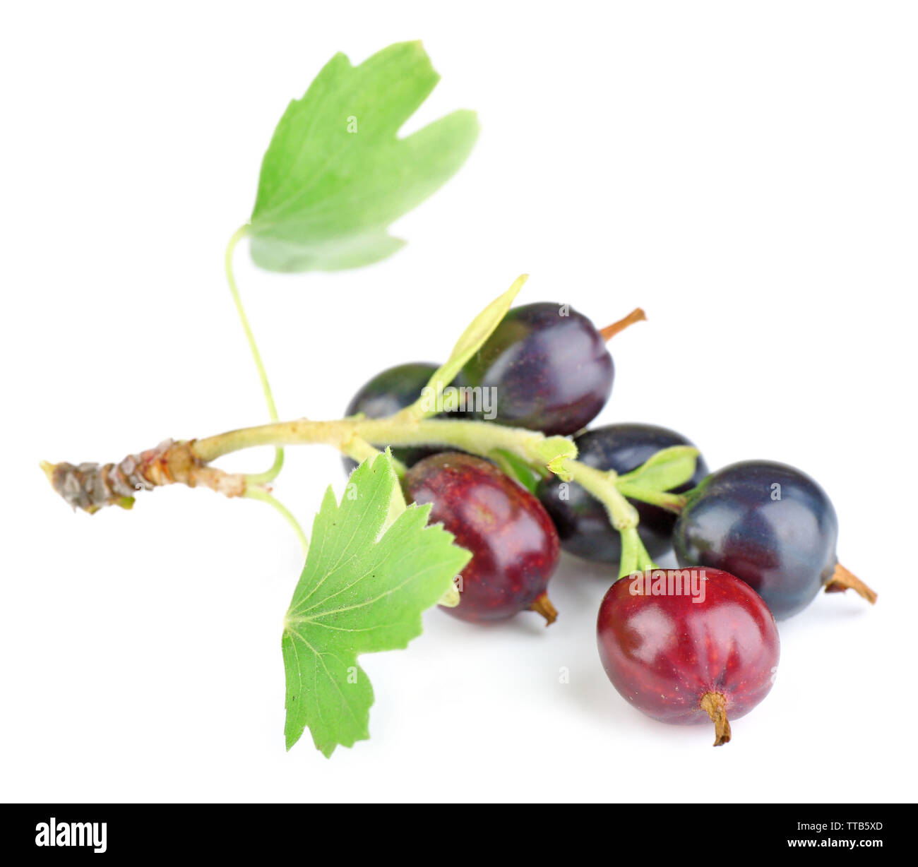 Wild black currant with green leaves isolated on white Stock Photo - Alamy