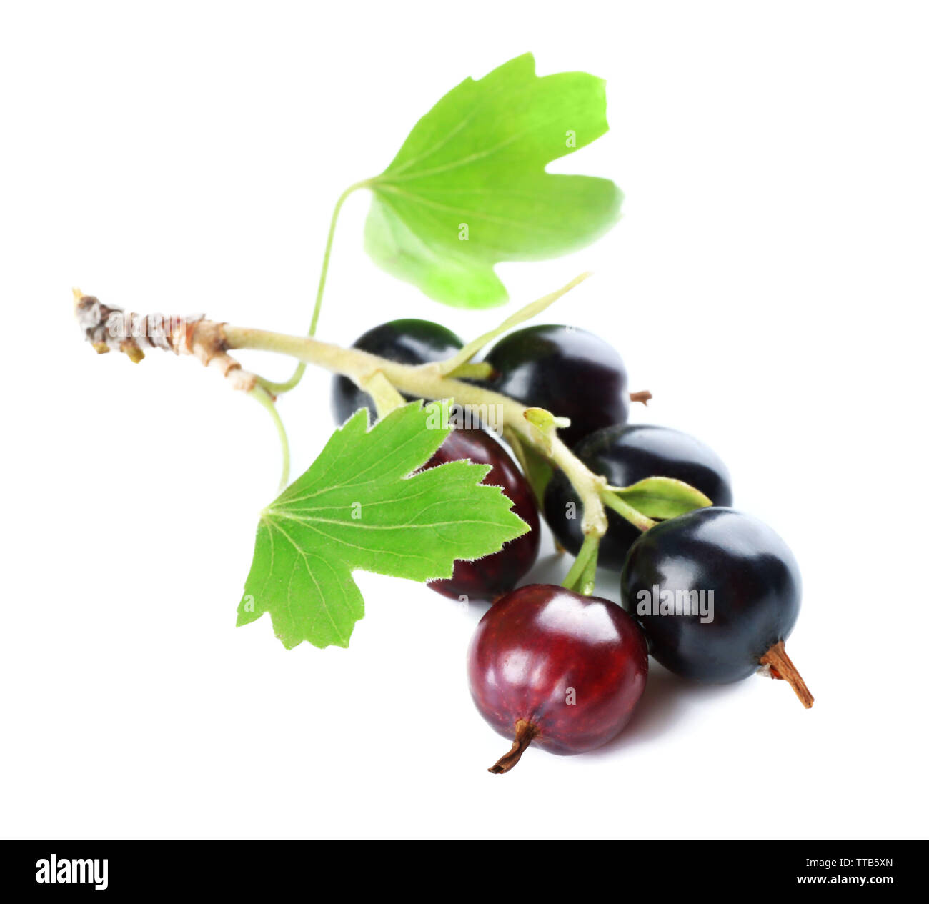 Wild black currant with green leaves isolated on white Stock Photo - Alamy