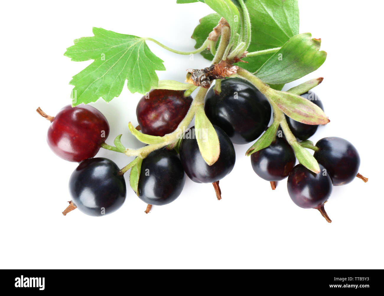 Wild black currant with green leaves isolated on white Stock Photo - Alamy