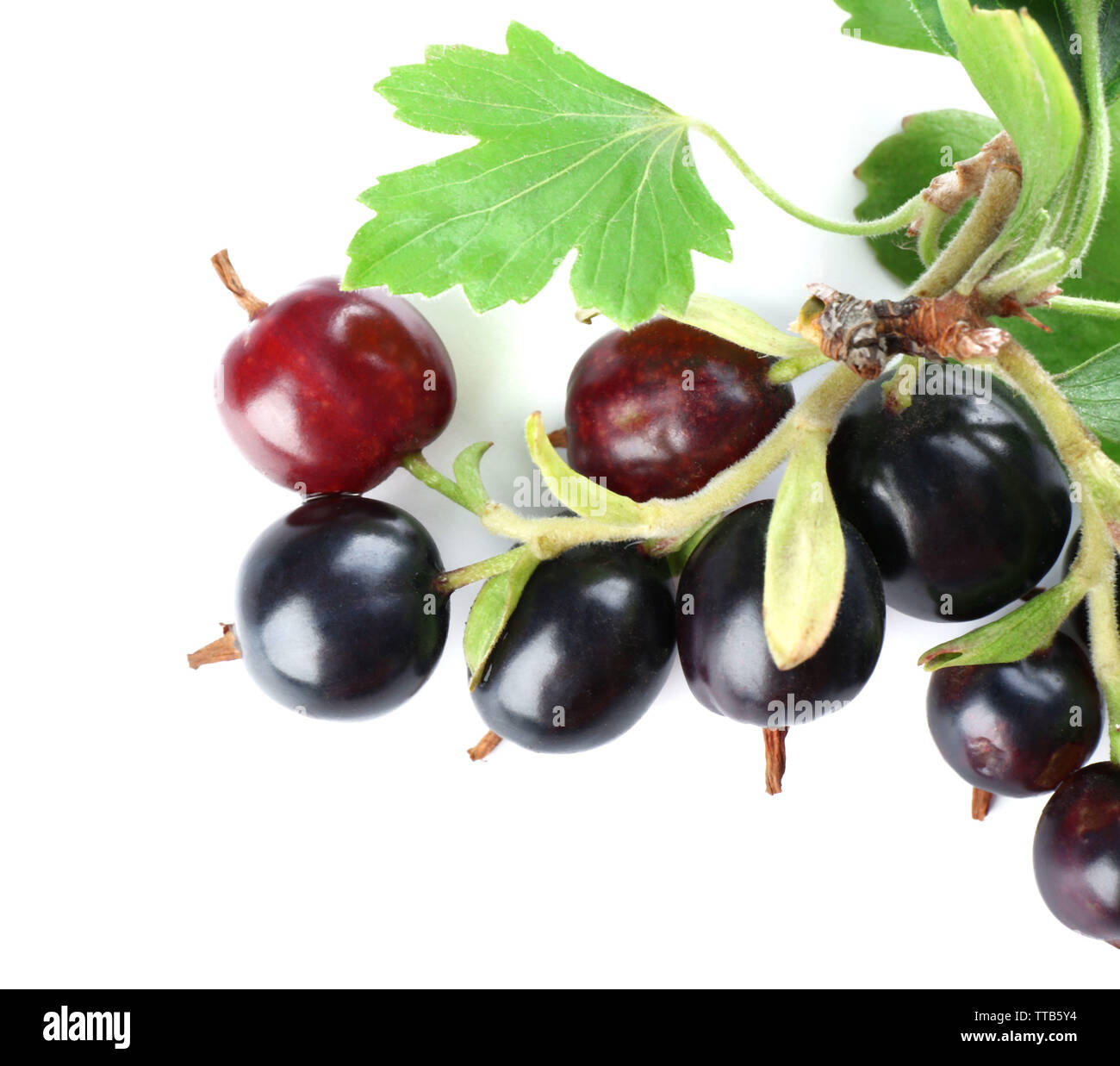 Wild black currant with green leaves isolated on white Stock Photo - Alamy