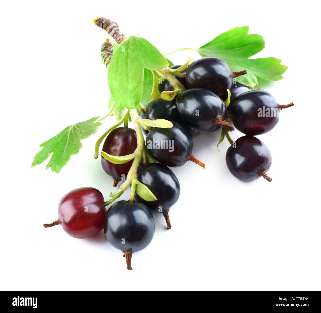 Wild black currant with green leaves isolated on white Stock Photo - Alamy