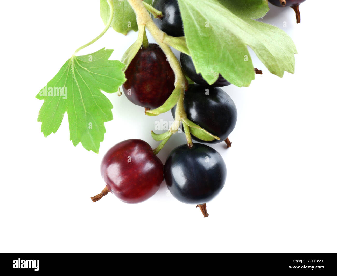 Wild black currant with green leaves isolated on white Stock Photo - Alamy